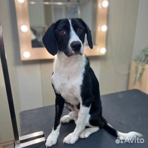 Отдам собаку в добрые руки