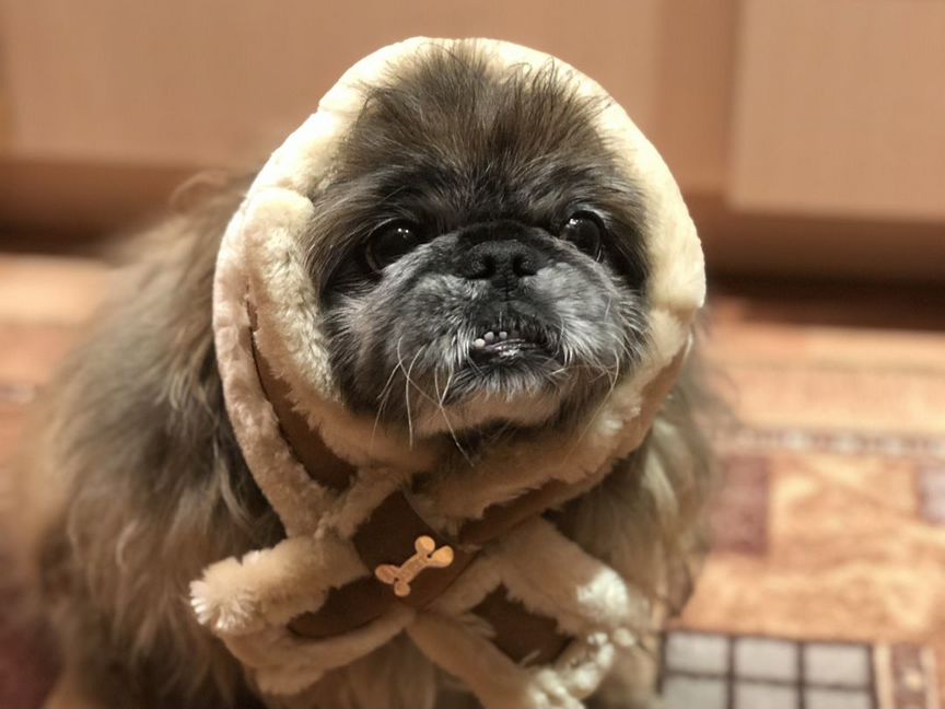 Зимняя шапочка для собак