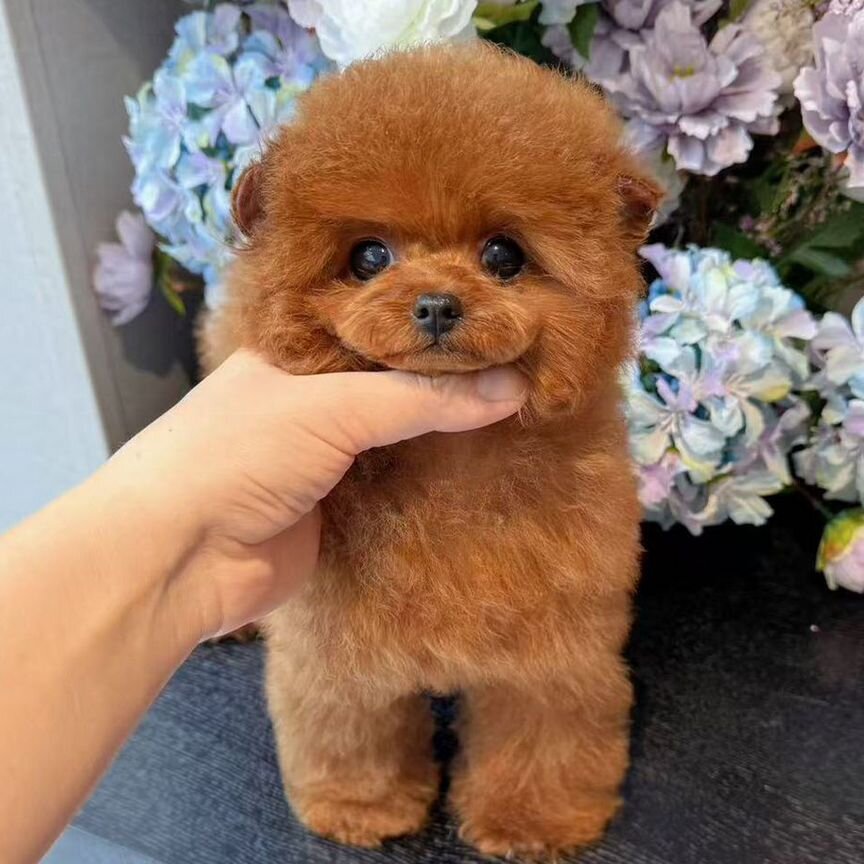 Teacup тедди пудель /щенок из Китая