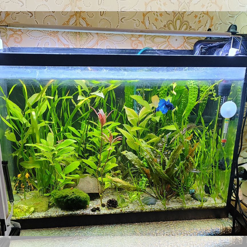 Аквариум 60л