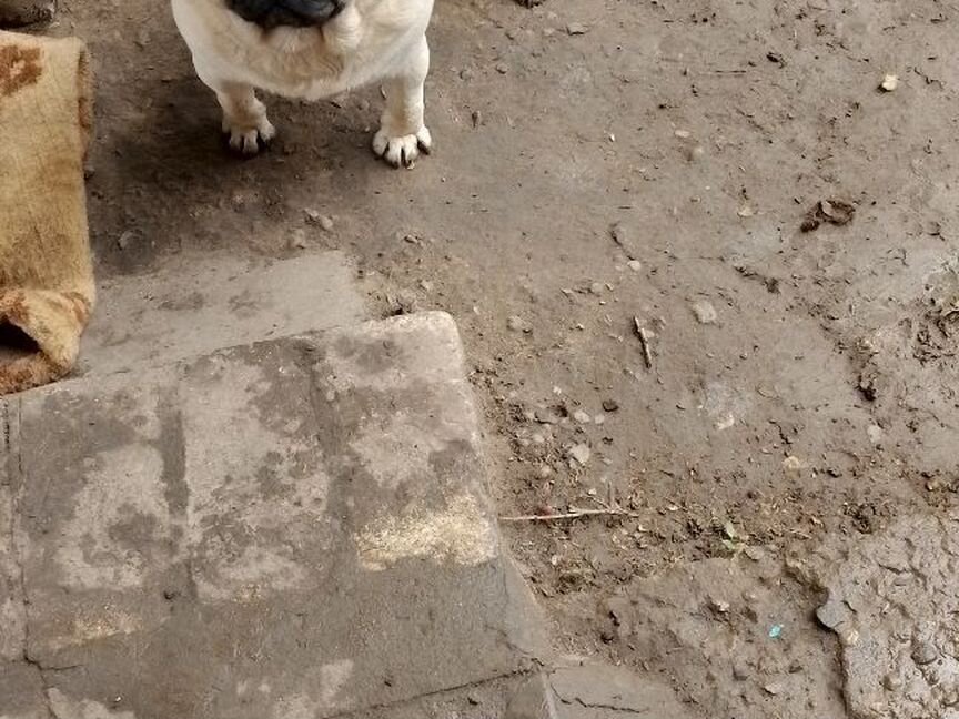 Мопс