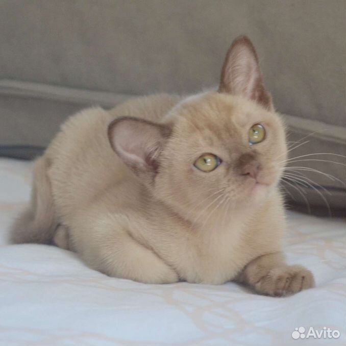 Бурманские котята(кошечки)