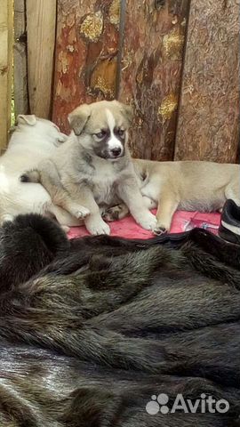 Щенки сибирской хаски