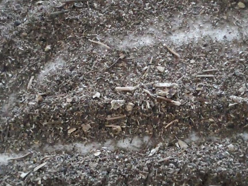 Отходы семечки