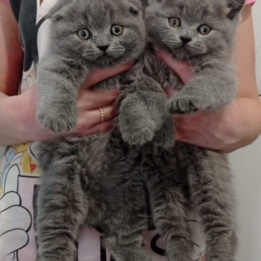 Плюшевые бутузики