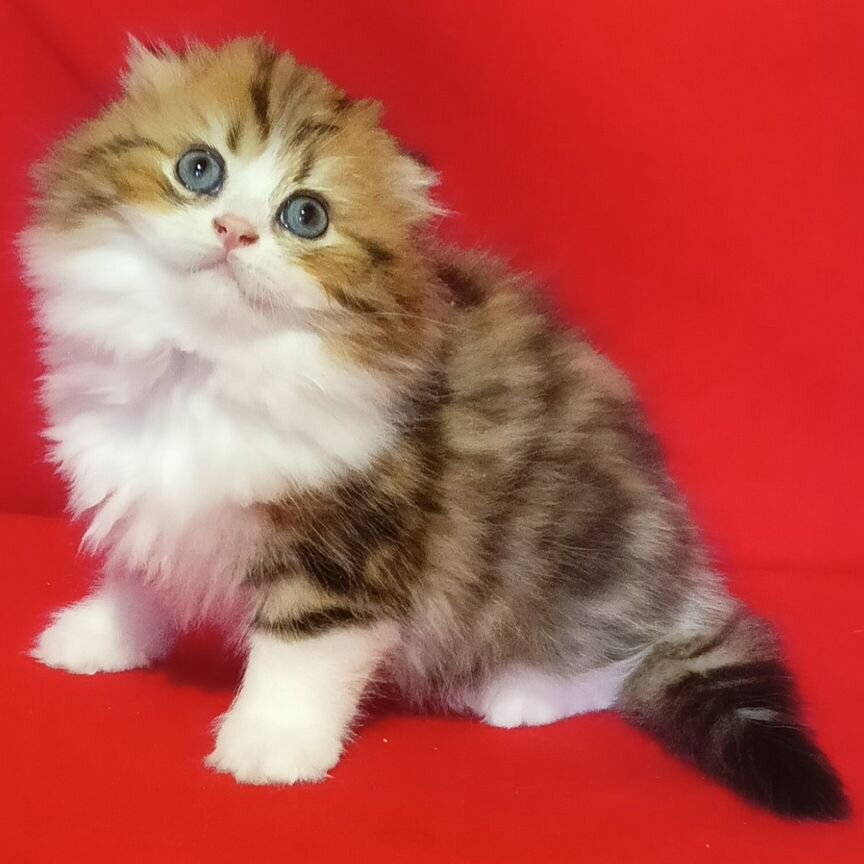 Котик золотой мраморный биколор хайленд