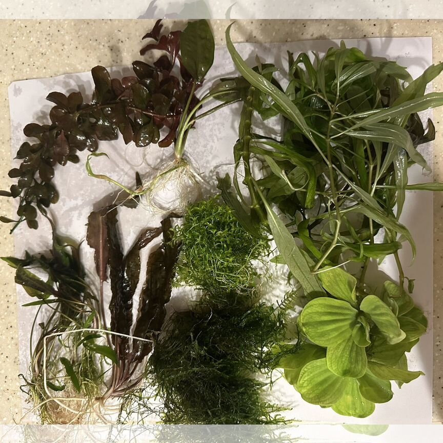 Аквариумные растения прополка