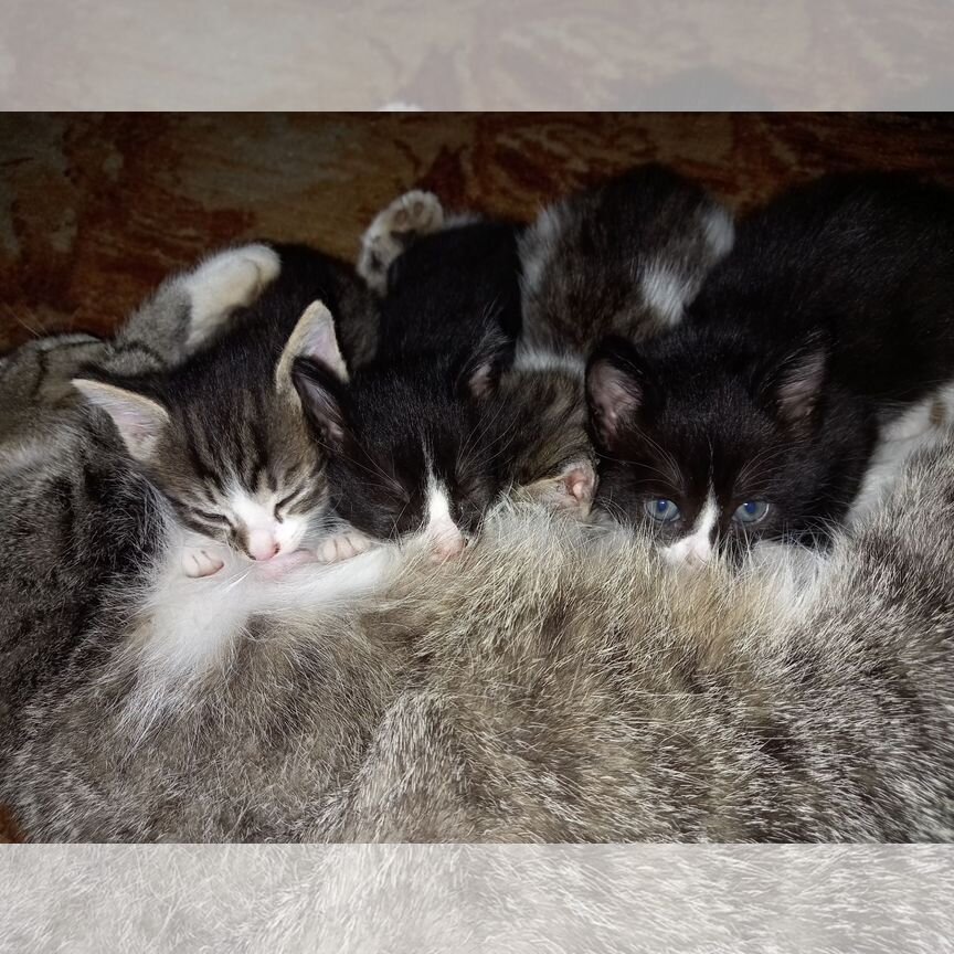 Котёнок в добрые руки