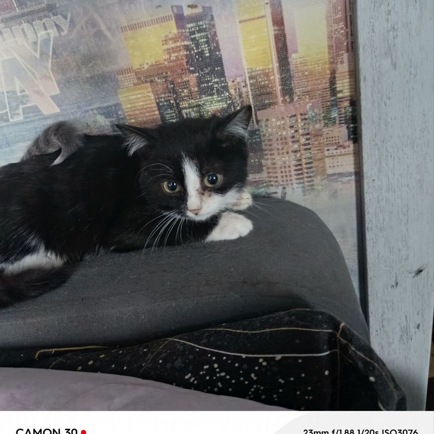 Малышка Луна ищет дом