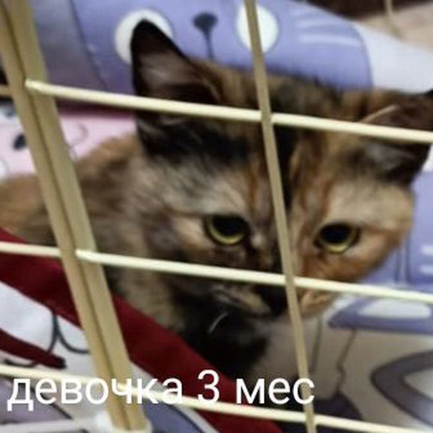 Трёхцветная девочка 3 мес
