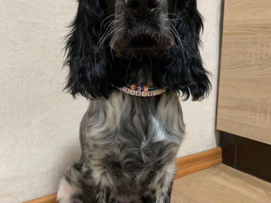 Адресник для собак