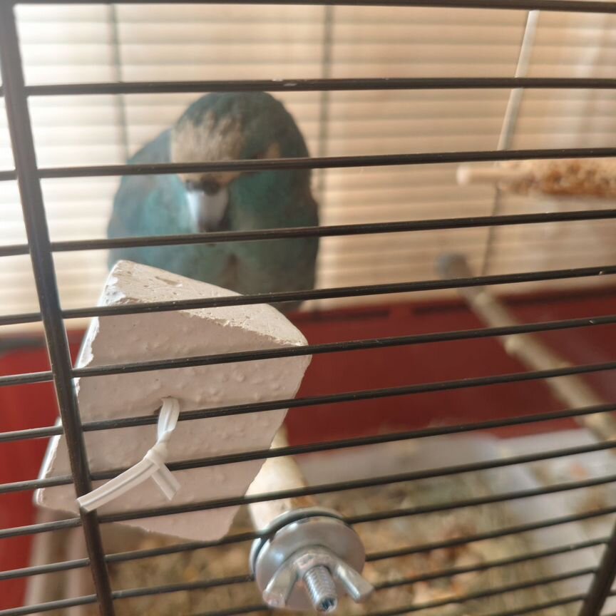 Попугай Какарик