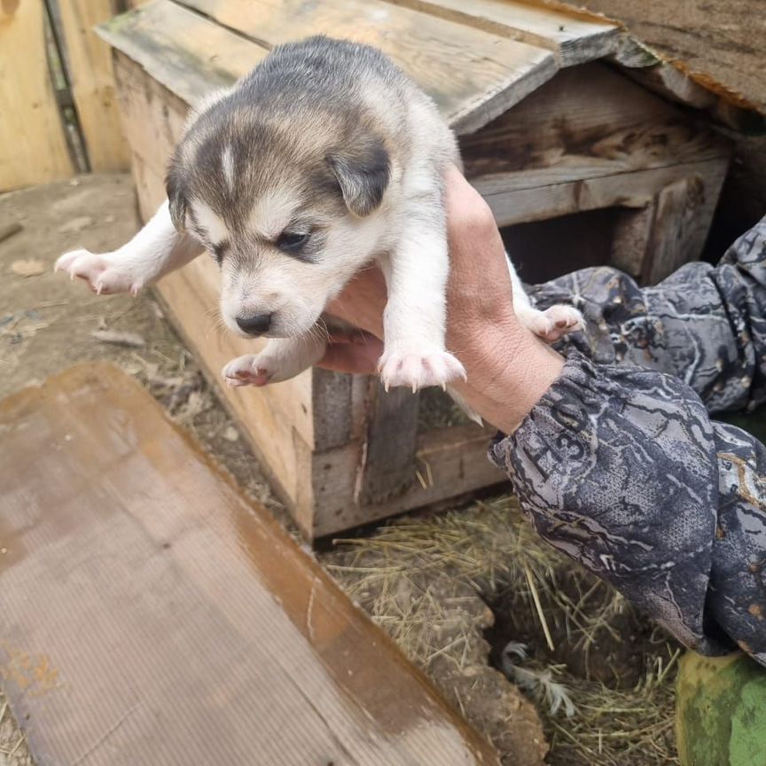 Щенок западно сибирской лайки