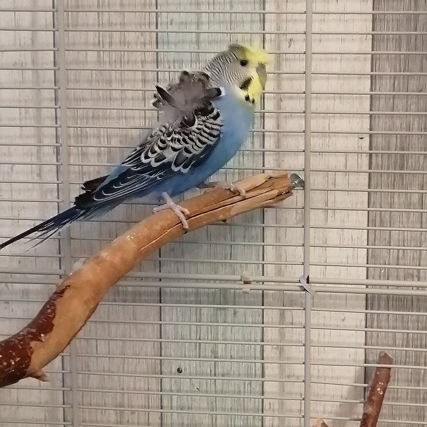 Попугай хагоромо