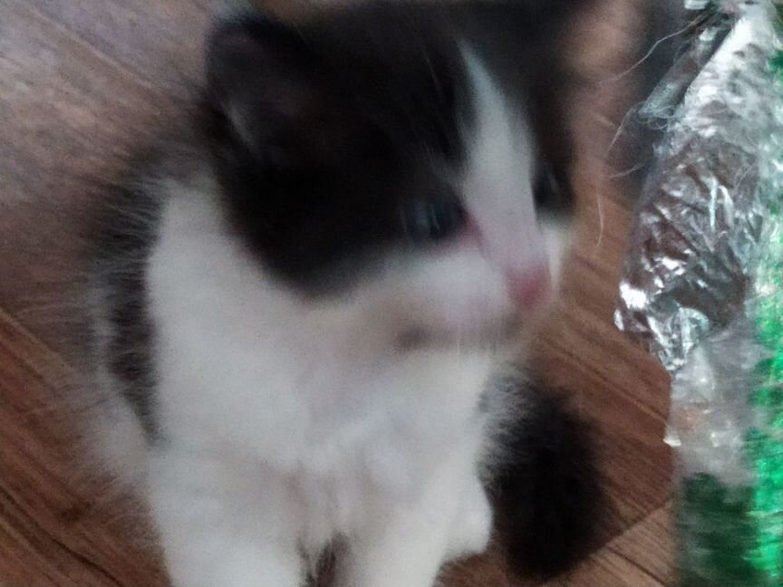 Котята в добрые руки 1 месяц