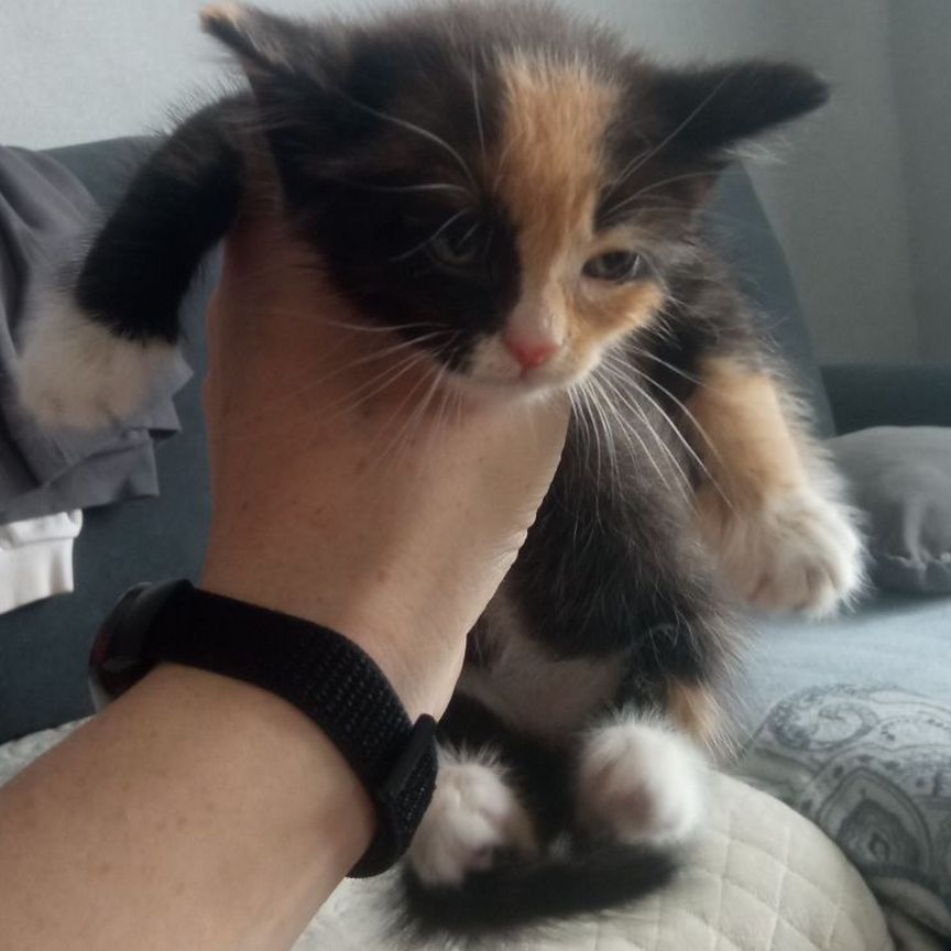 Сибирский котёнок