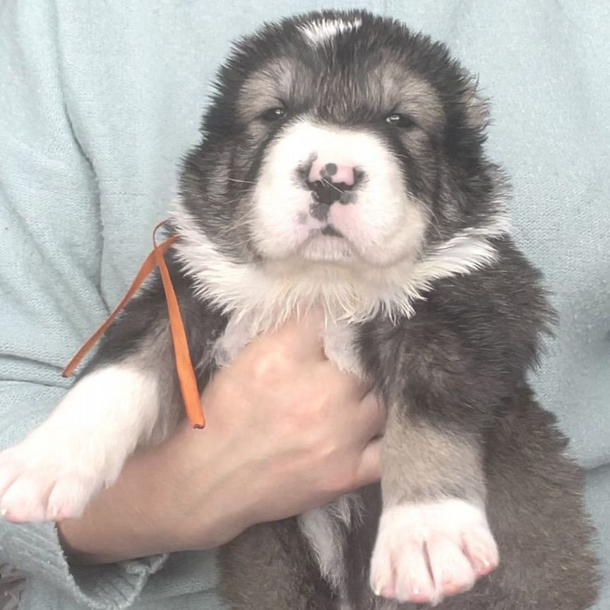 Среднеазиатская овчарка, щенок