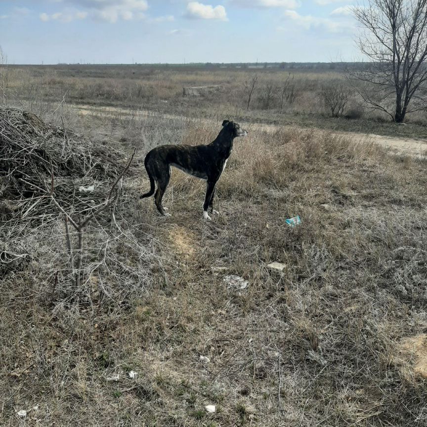 Собака борзая