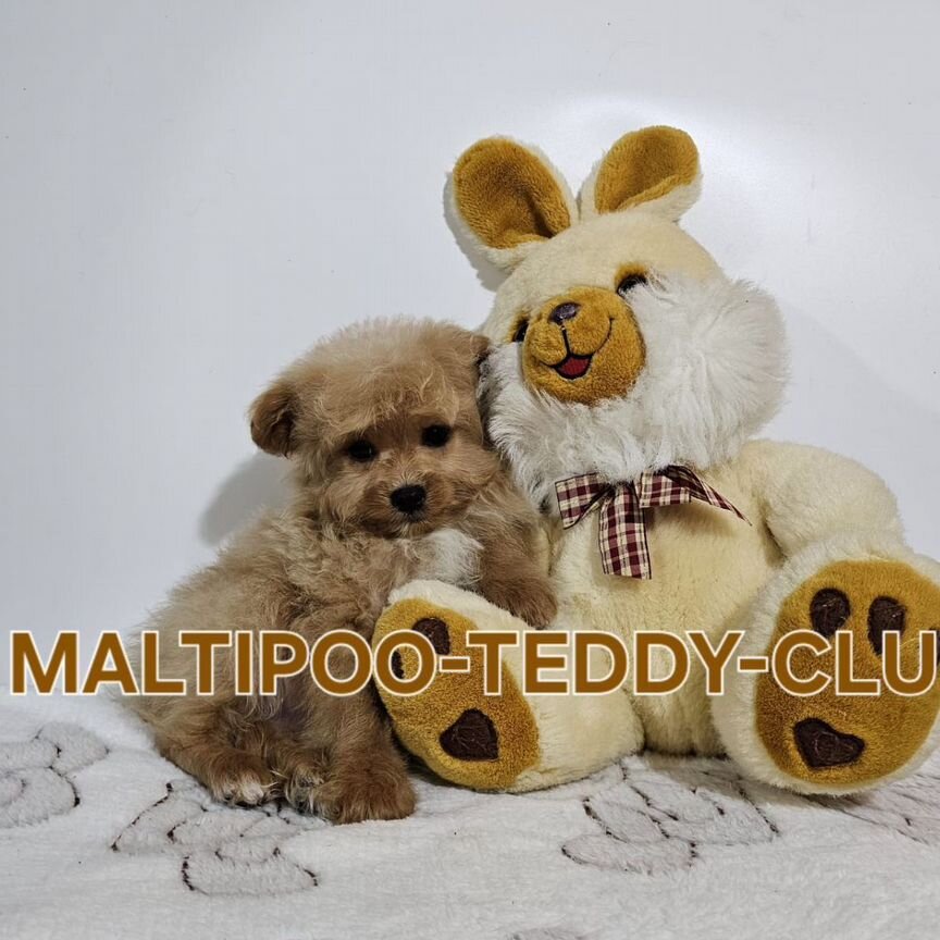 Maltipoo в типе тедди, мальчик
