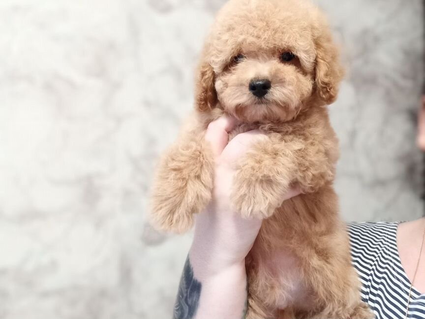 Той-пудель мальчик