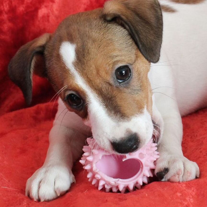 Джек-рассел-терьер, щенок