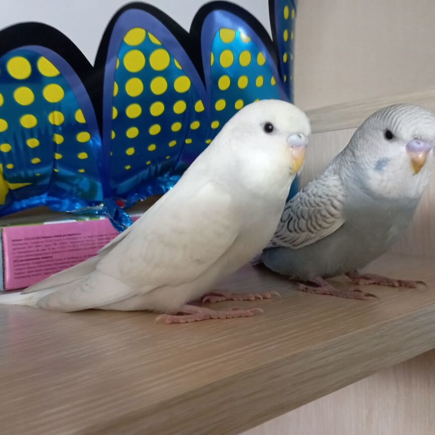 Птенцы волнистых попугаев