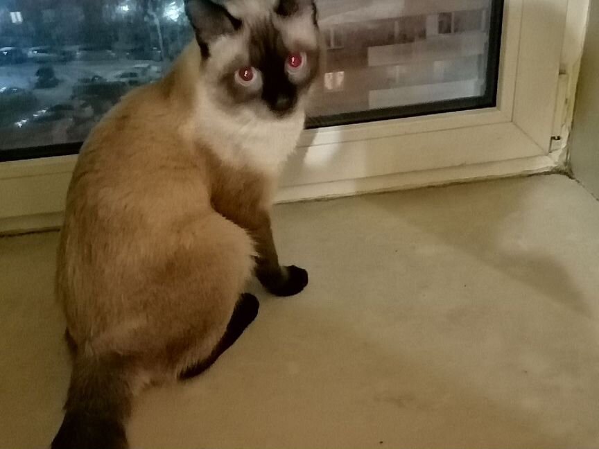 Сиамский кот