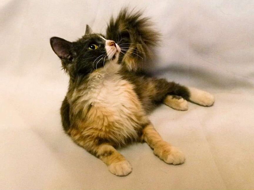 Кошка пушистик ищет дом