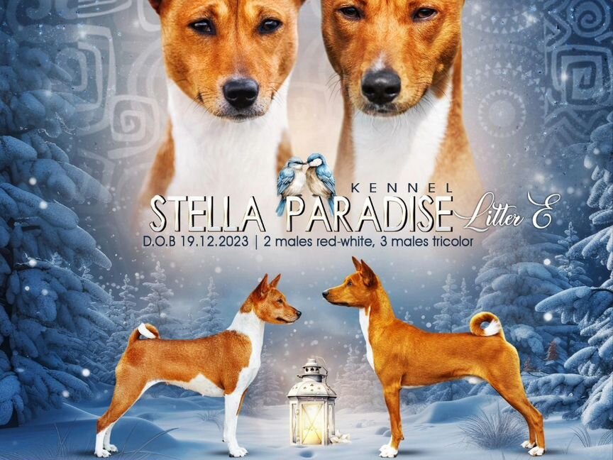 Триколорные и рыжебелые щенки басенджи