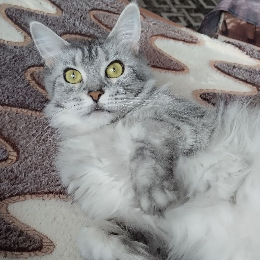 Кошка ищет жениха