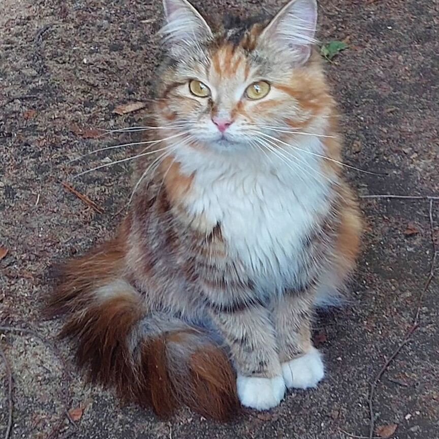 Пушистая Муся в дар