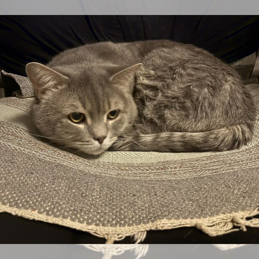 Британский короткошёрстный, взрослый кот