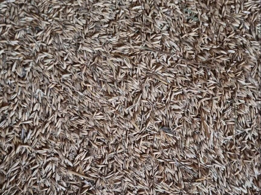 Гречиха, Кормовой овёс на корм