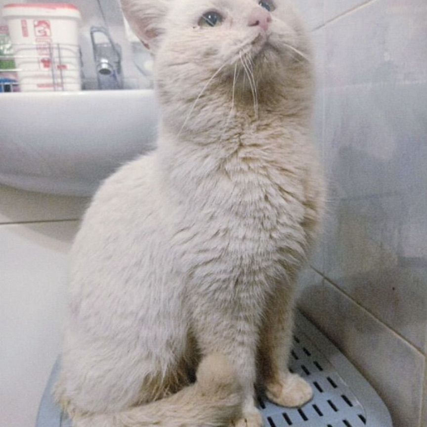 Белый котик