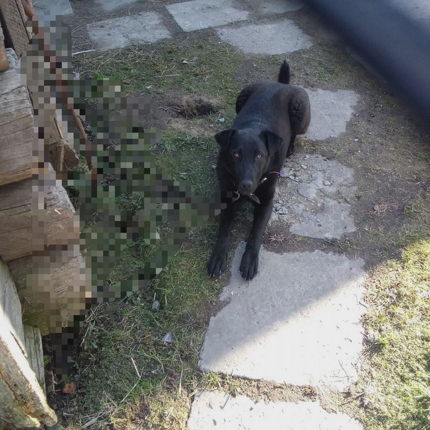 Собака в добрые руки