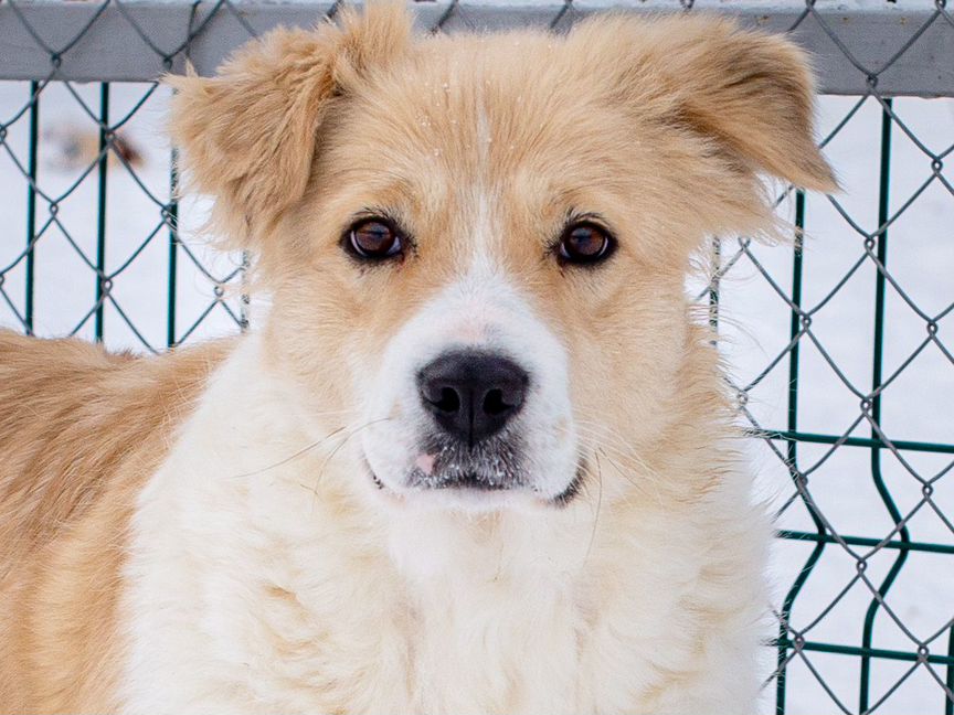 Лабрадор+голден