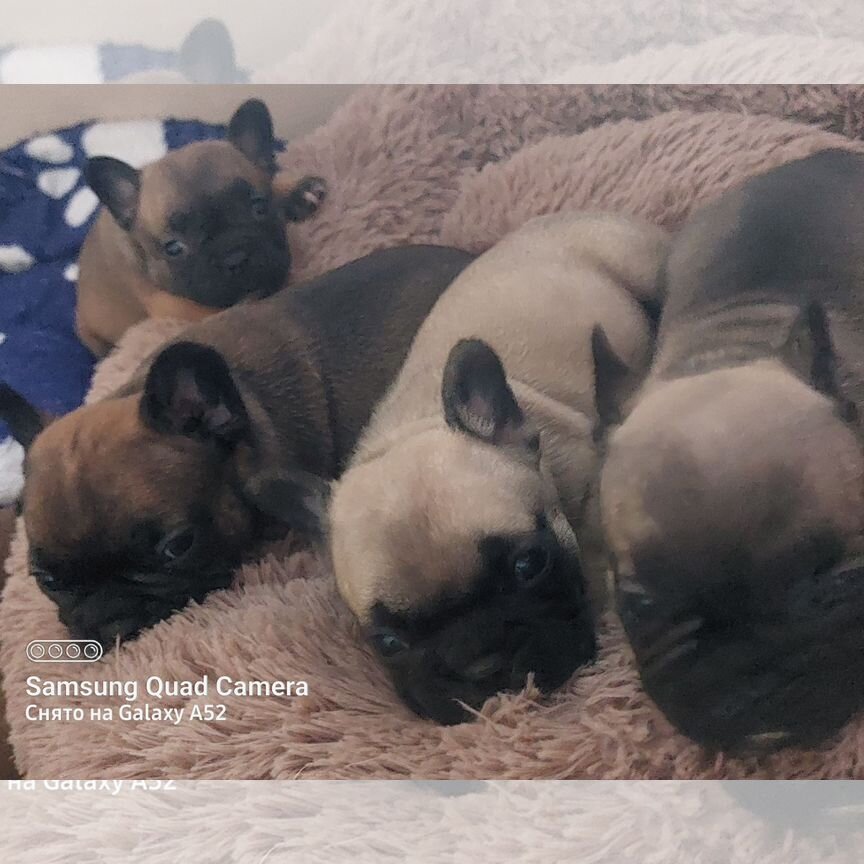 Французский бульдог, щенок