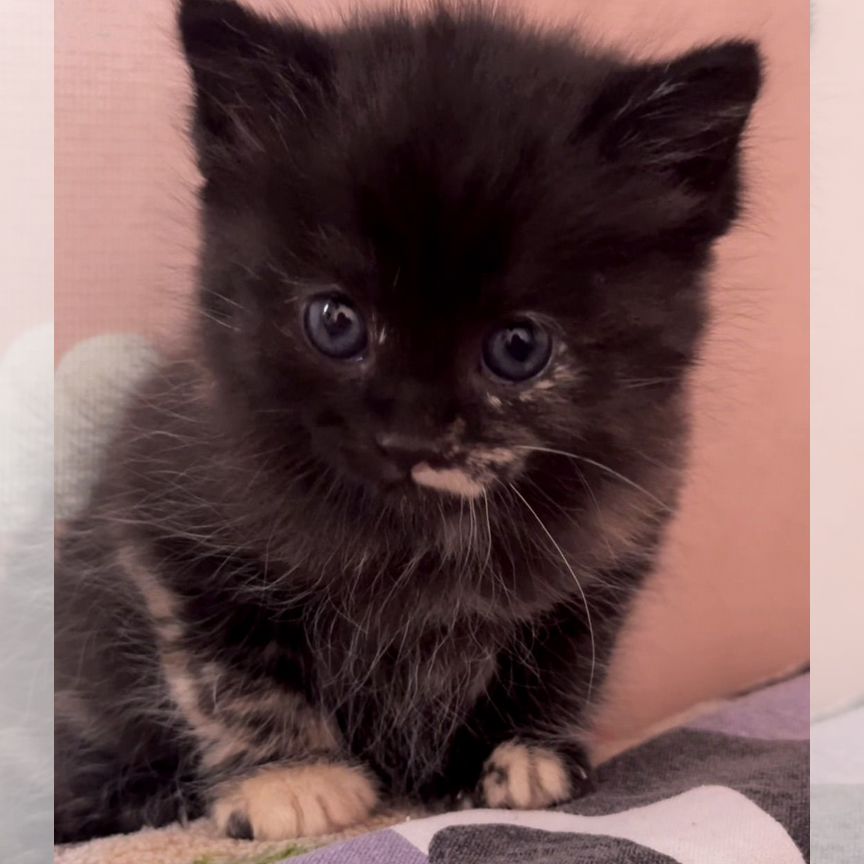 Котёнок в добрые руки