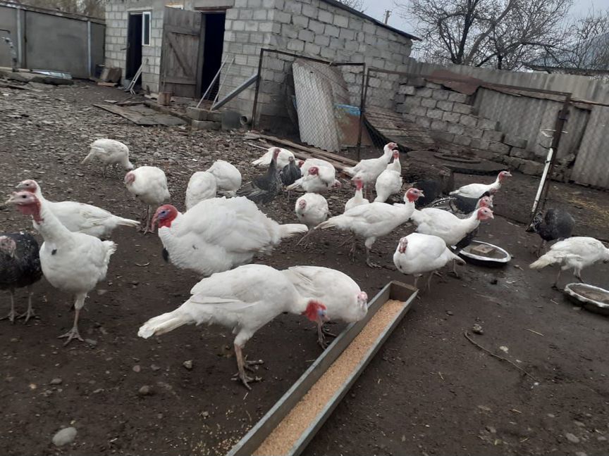 Индюки домашние