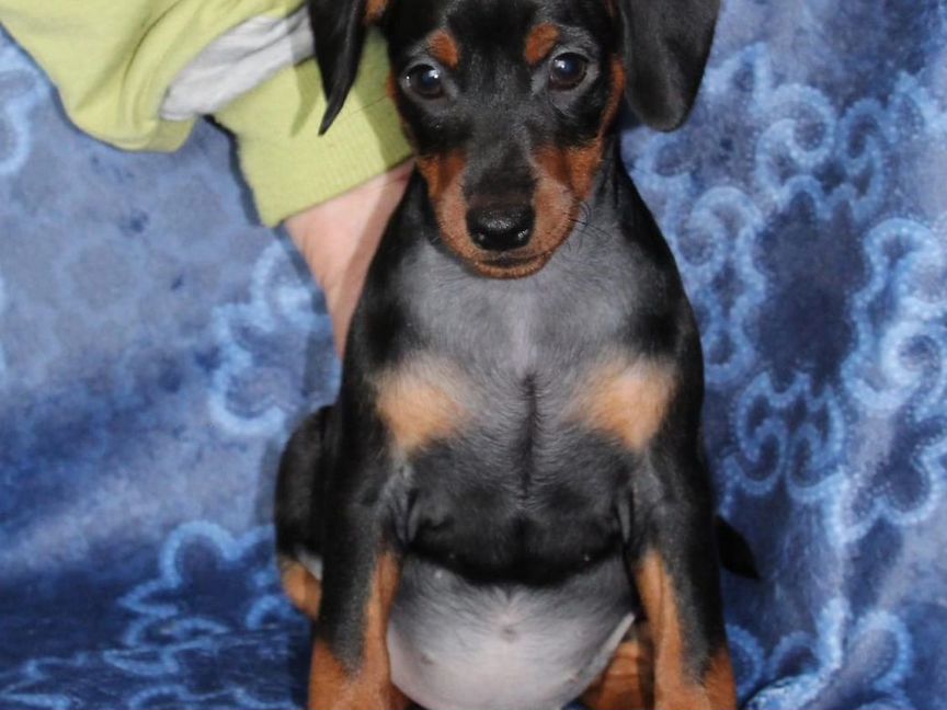 Девочка цвергпинчера с документами РКФ