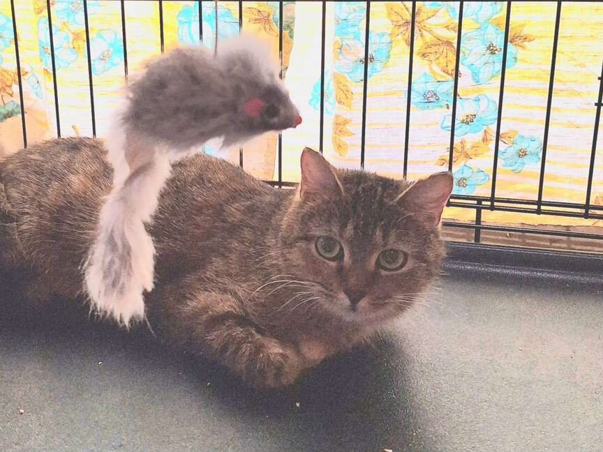 Музыкальная кошка