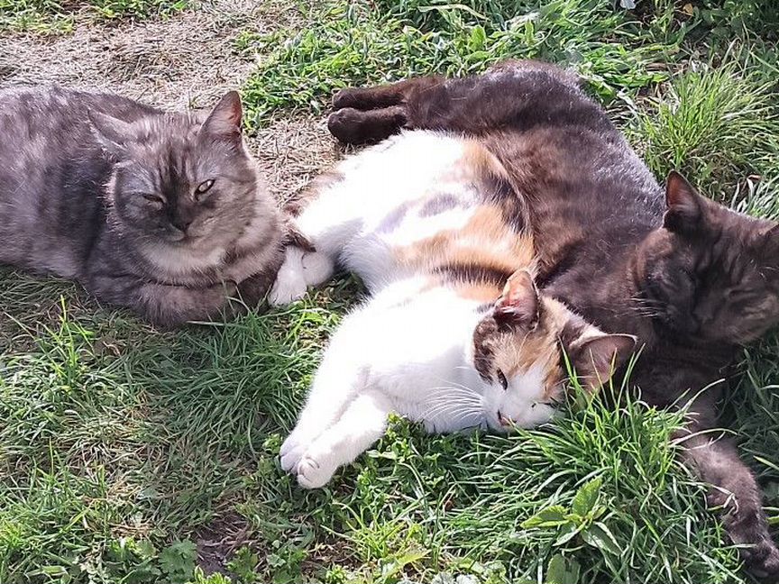 Отдам уличную кошку