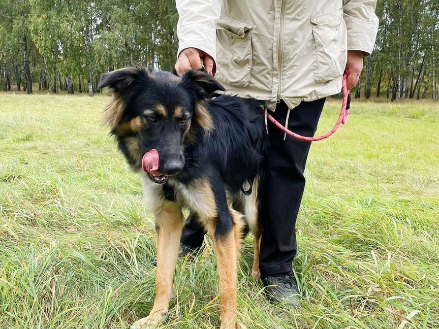 Молодая небольшая собака ищет дом