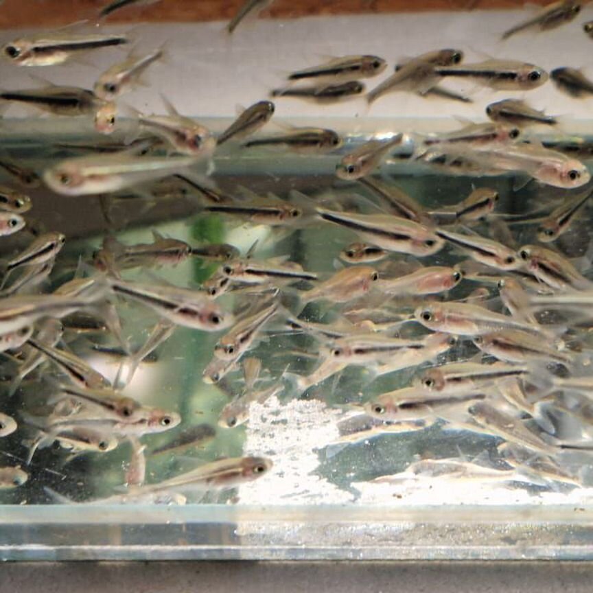 Черный Неон