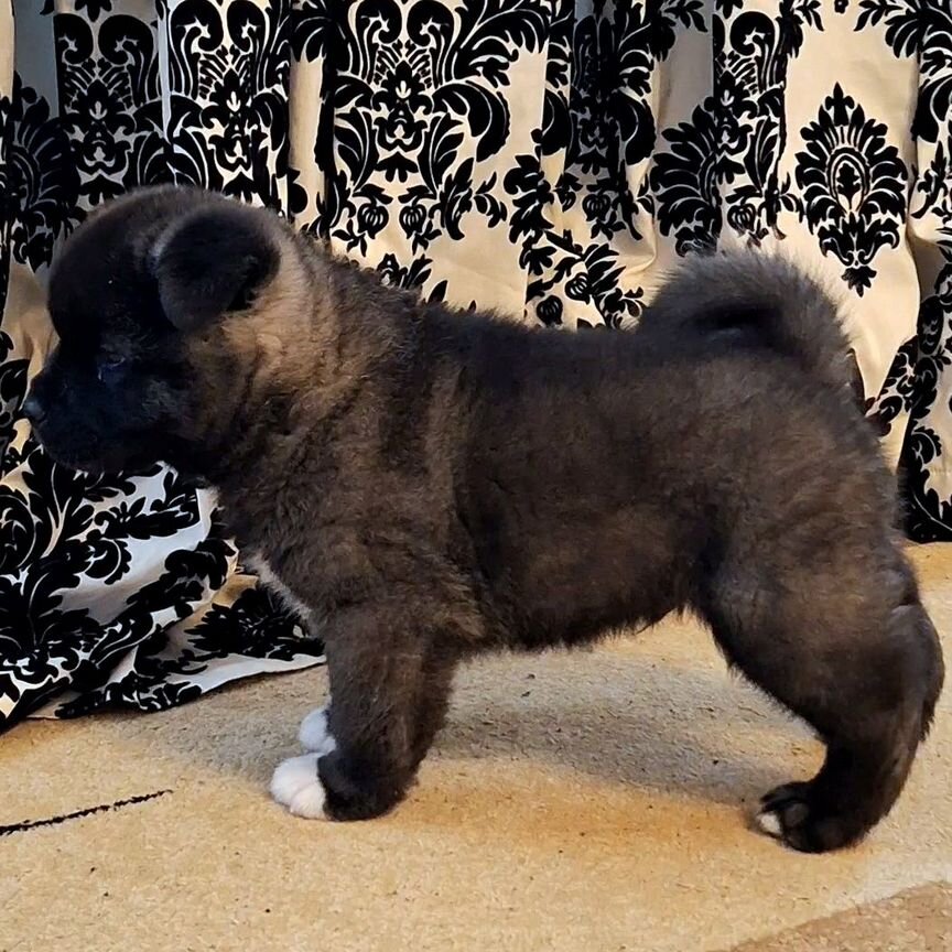 Американская акита, щенок