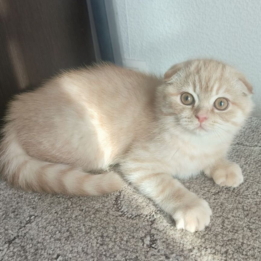 Шотландский вислоухий короткошёрстный котёнок