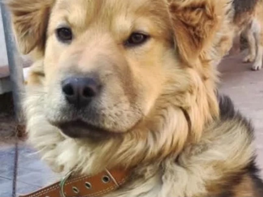 Собака во двор