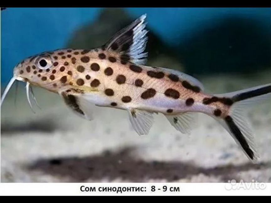 Сом синодонтис
