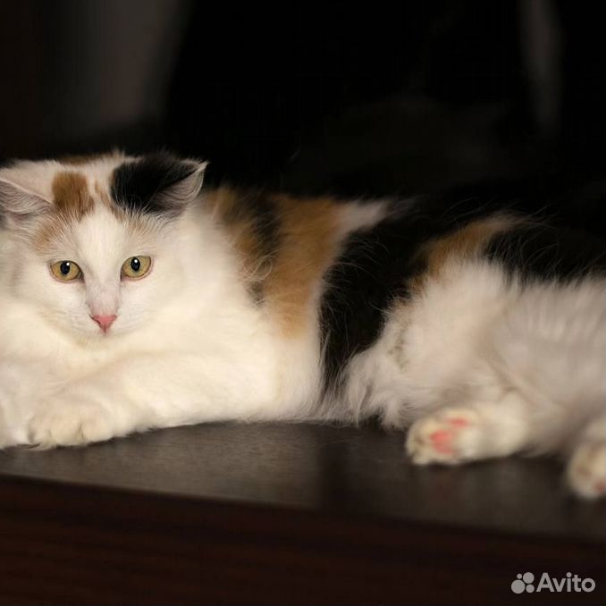 Кошечка Монро