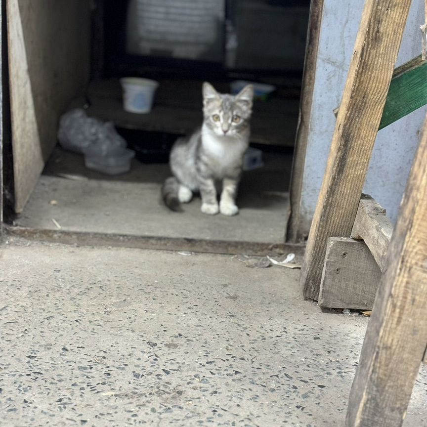 Очень нужнаются в доме 2 котенка мес4